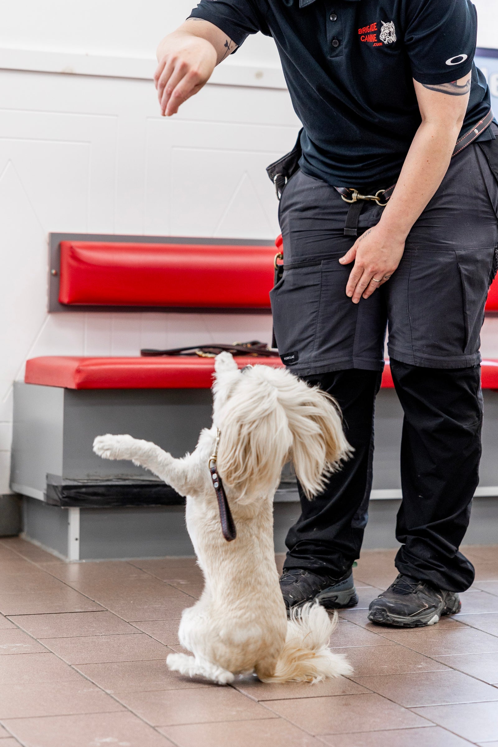 Cours pour chien – Brigade Canine