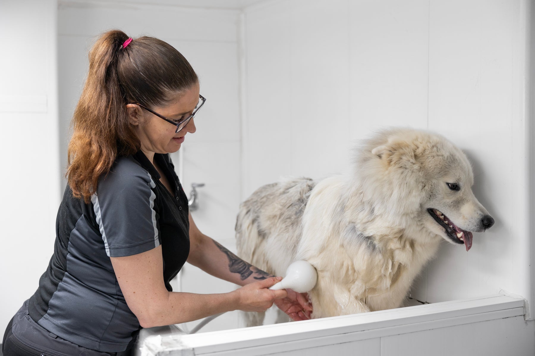 Toilettage – Brigade Canine
