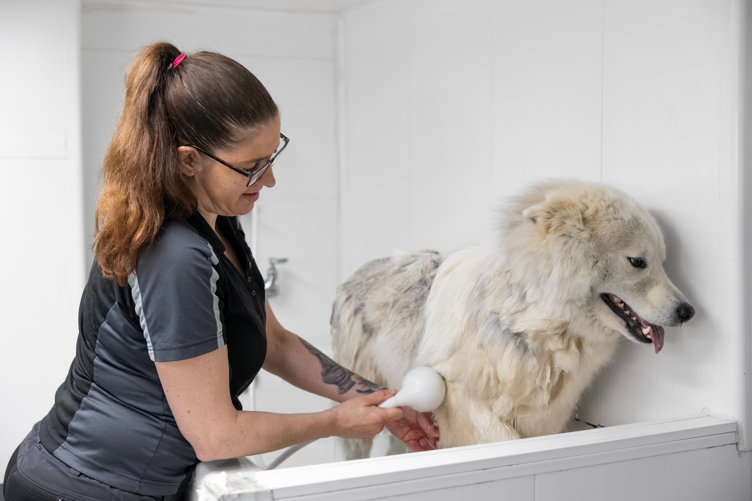Toilettage – Brigade Canine