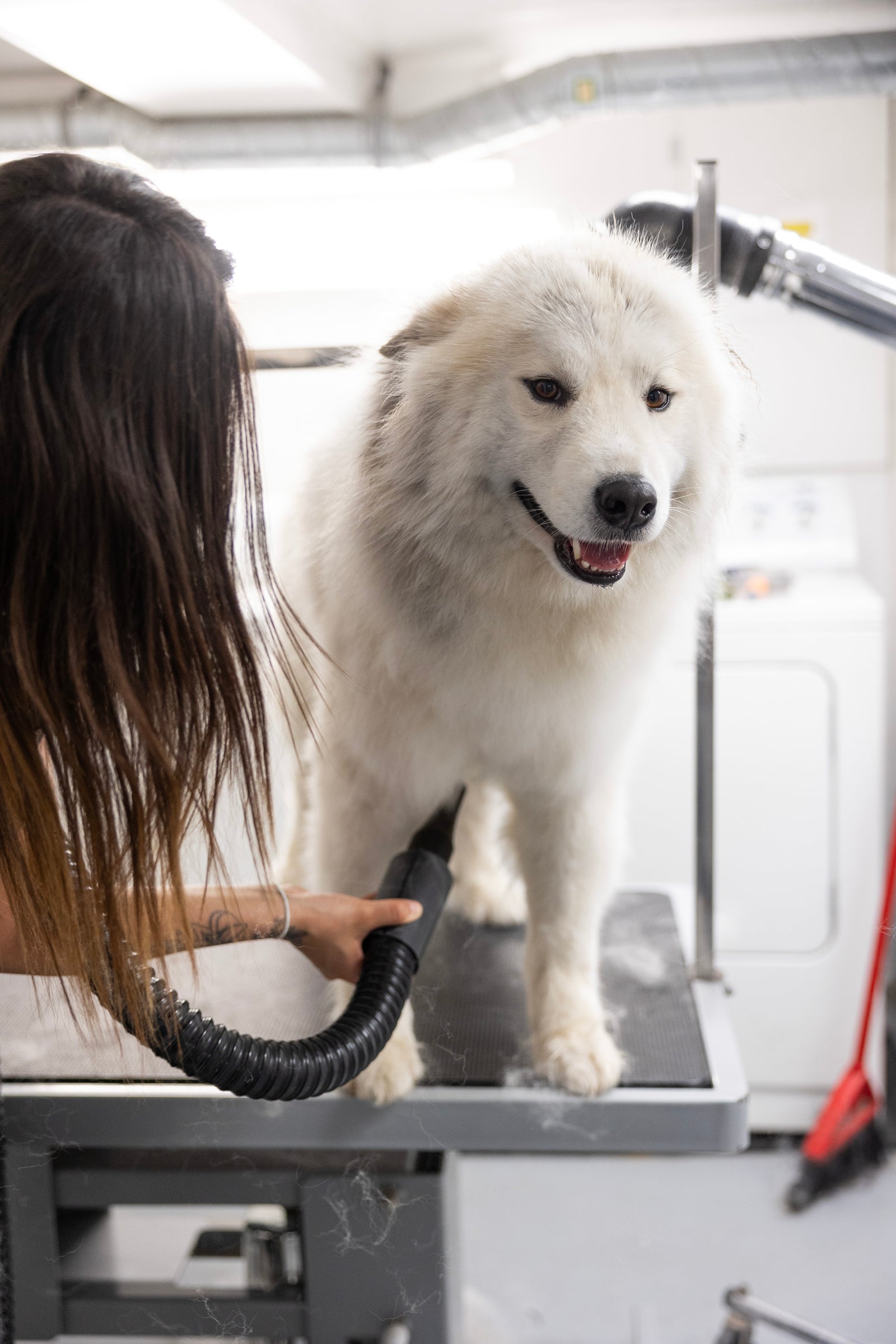 Toilettage – Brigade Canine