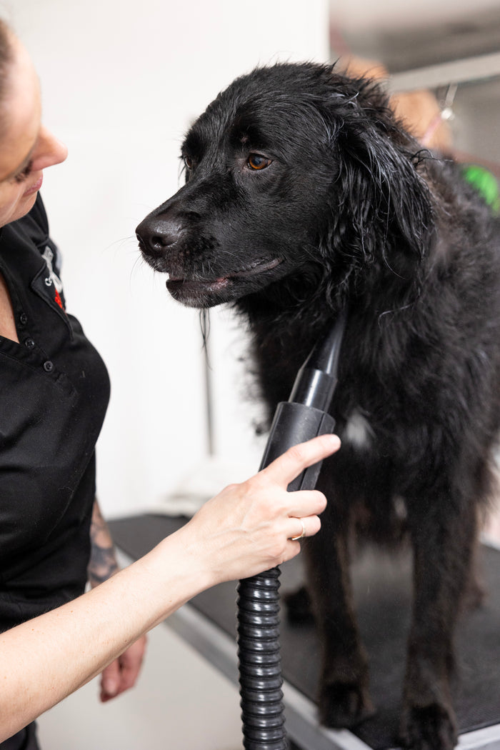 Toilettage – Brigade Canine