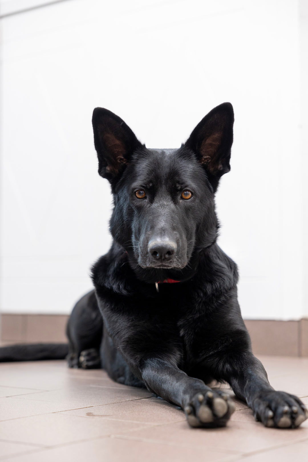 À propos – Brigade Canine