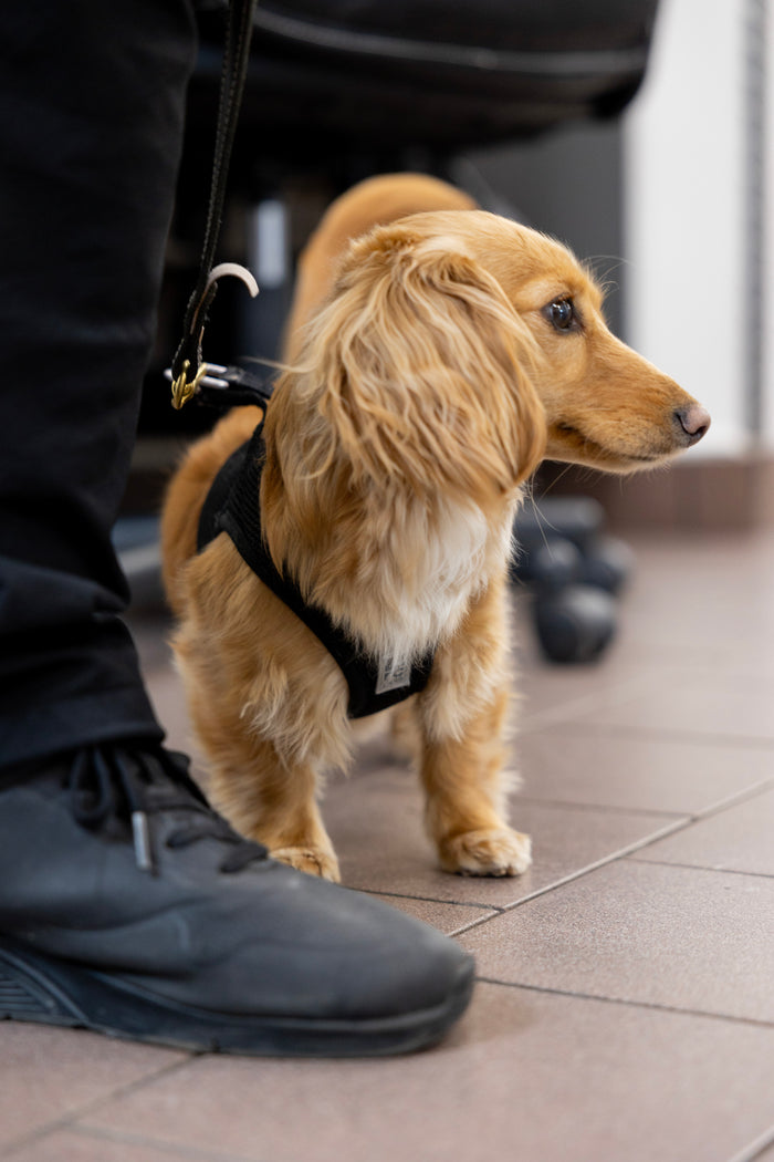 École Brigade Canine