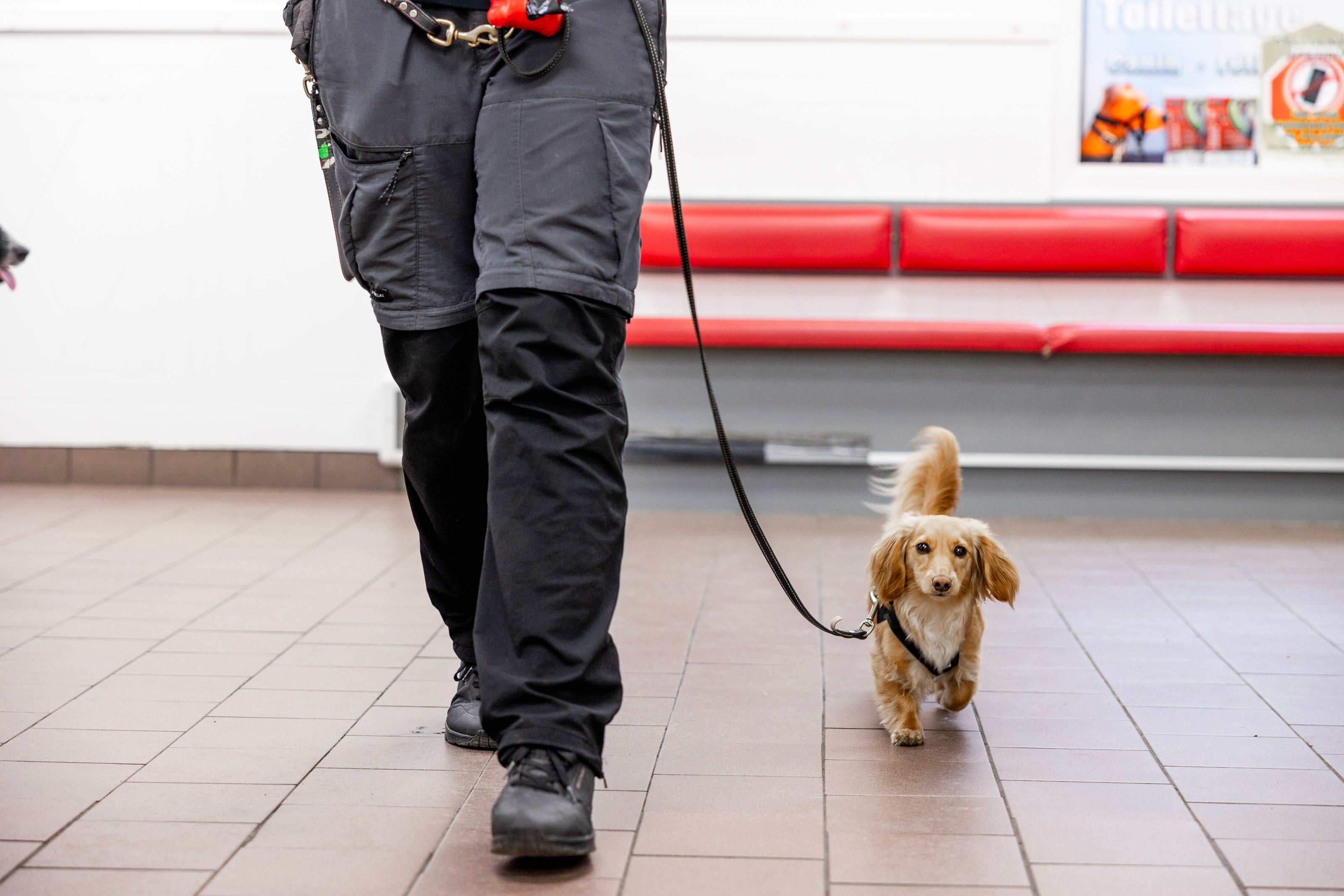 Canine Brigade School – Brigade Canine