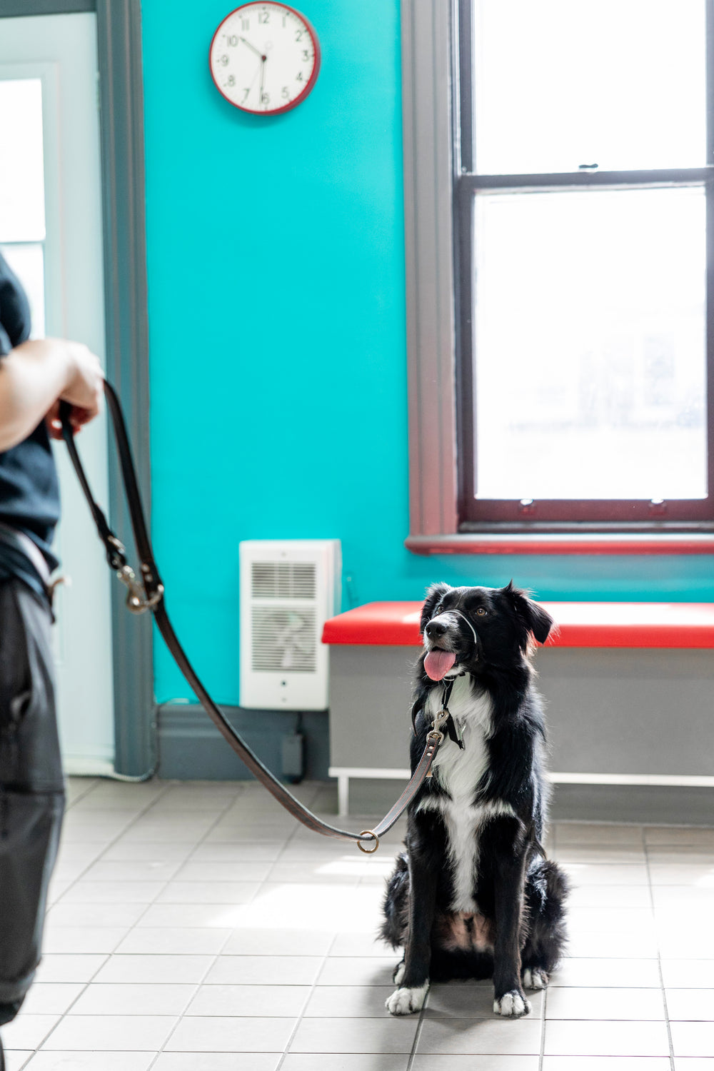 Cours pour chien – Brigade Canine
