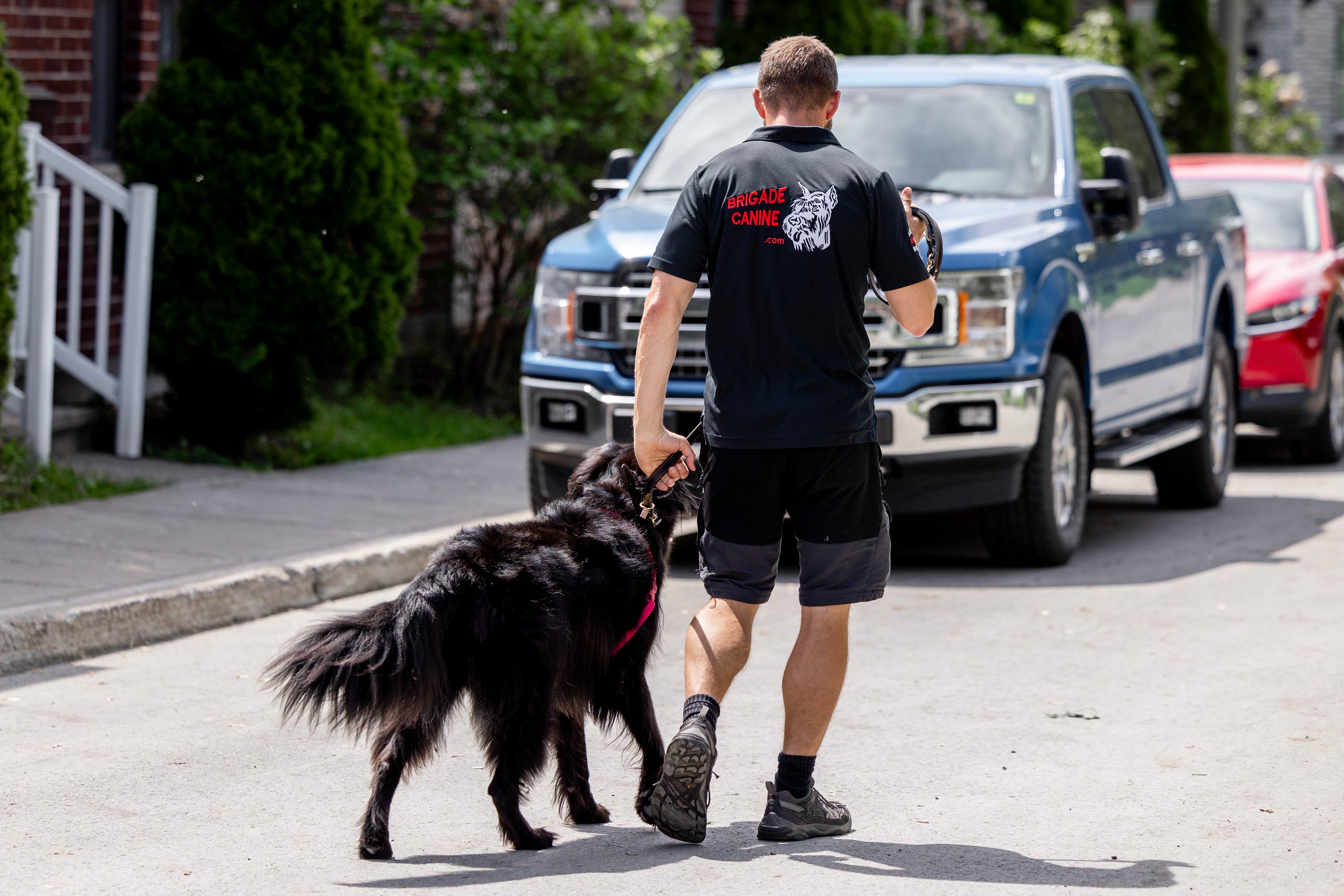 Intervenant en comportement canin – Brigade Canine