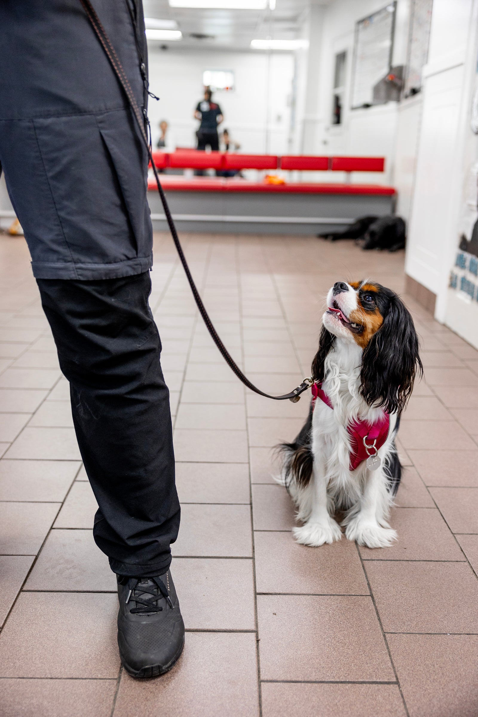 École Brigade Canine